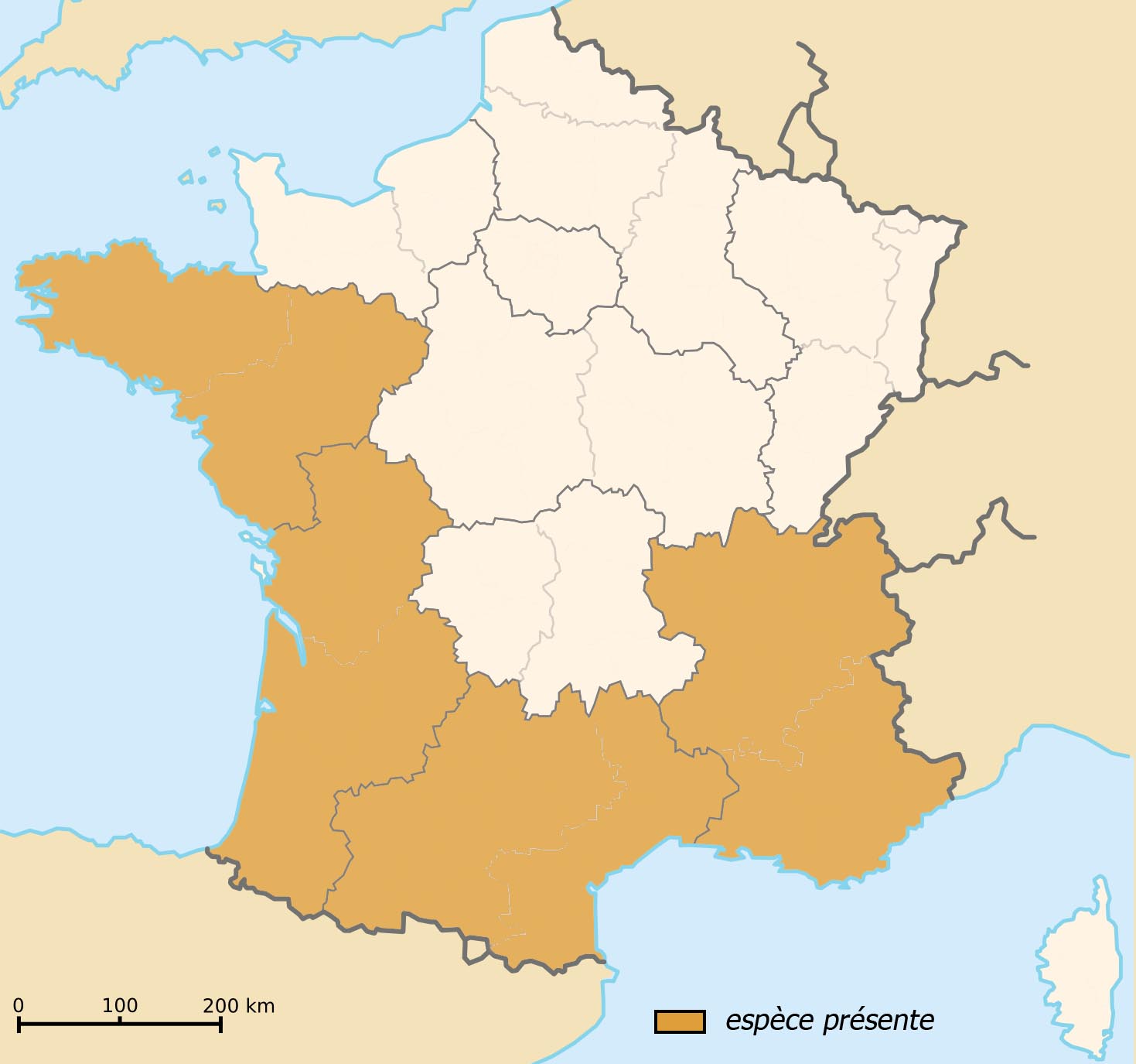 Apions de France: Catapion semicyaneum (syn. burdigalense)