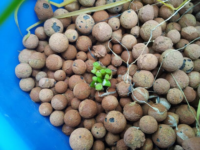 Affnan's Aquaponics: Kuchai - Chinese Chives