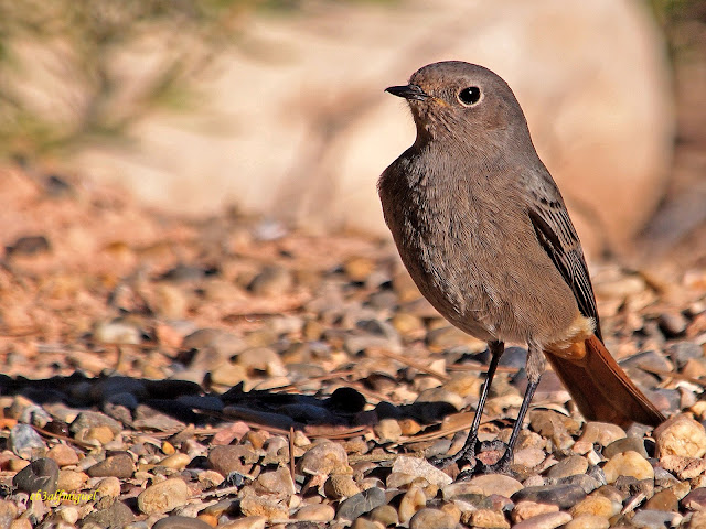 Miguel fotografia: Colirrojo tizón (Phoenicurus ochruros)