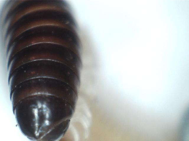 O MUNDO DOS INSETOS: gongolo