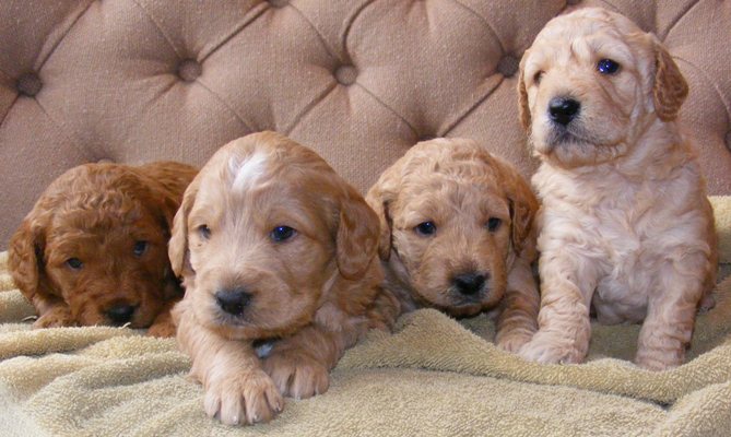 Goldendoodle Puppies!! - Sunshine Guerrilla