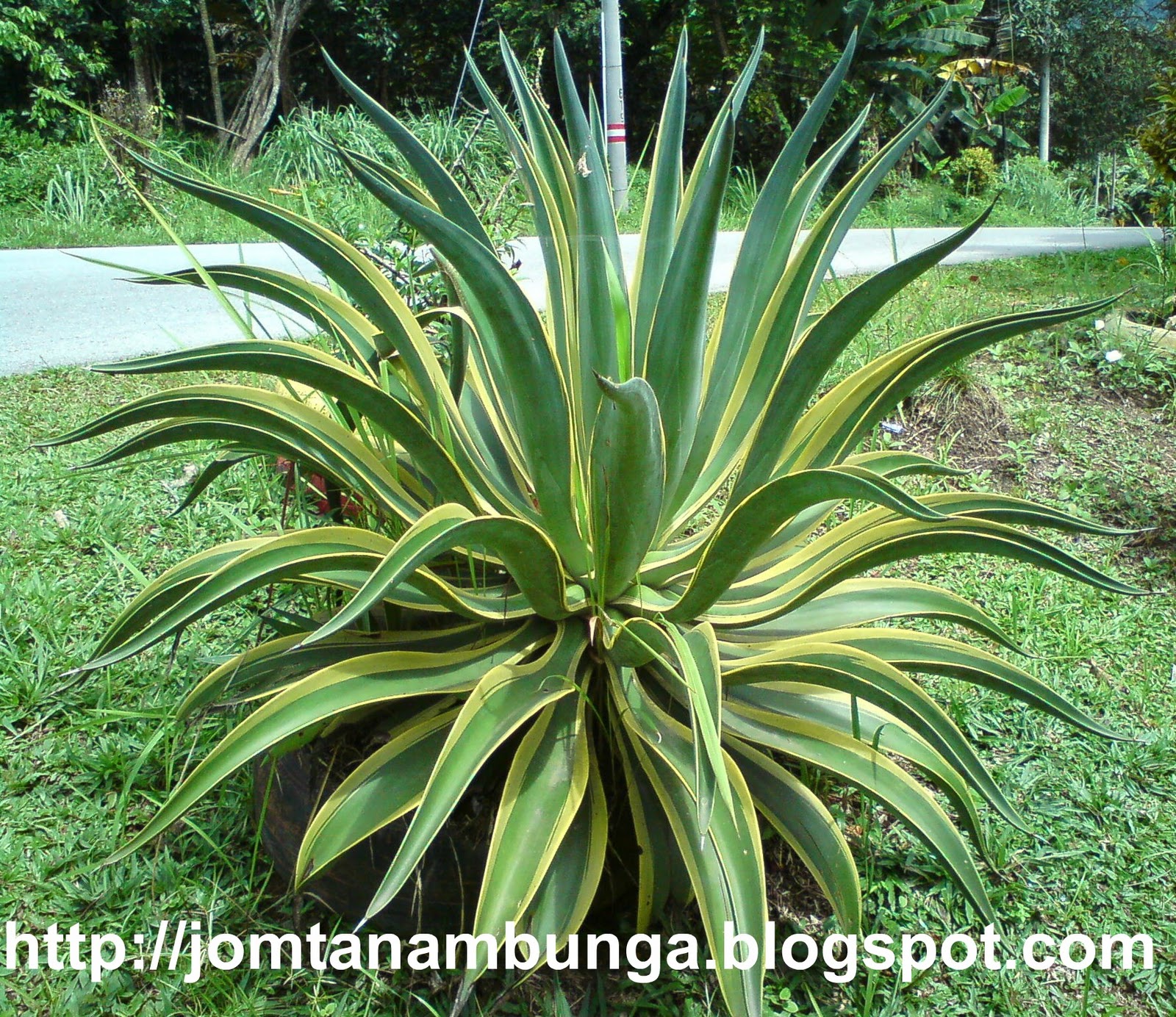 Jom Tanam Bunga: Cara Tanam & Jaga Agavaceae