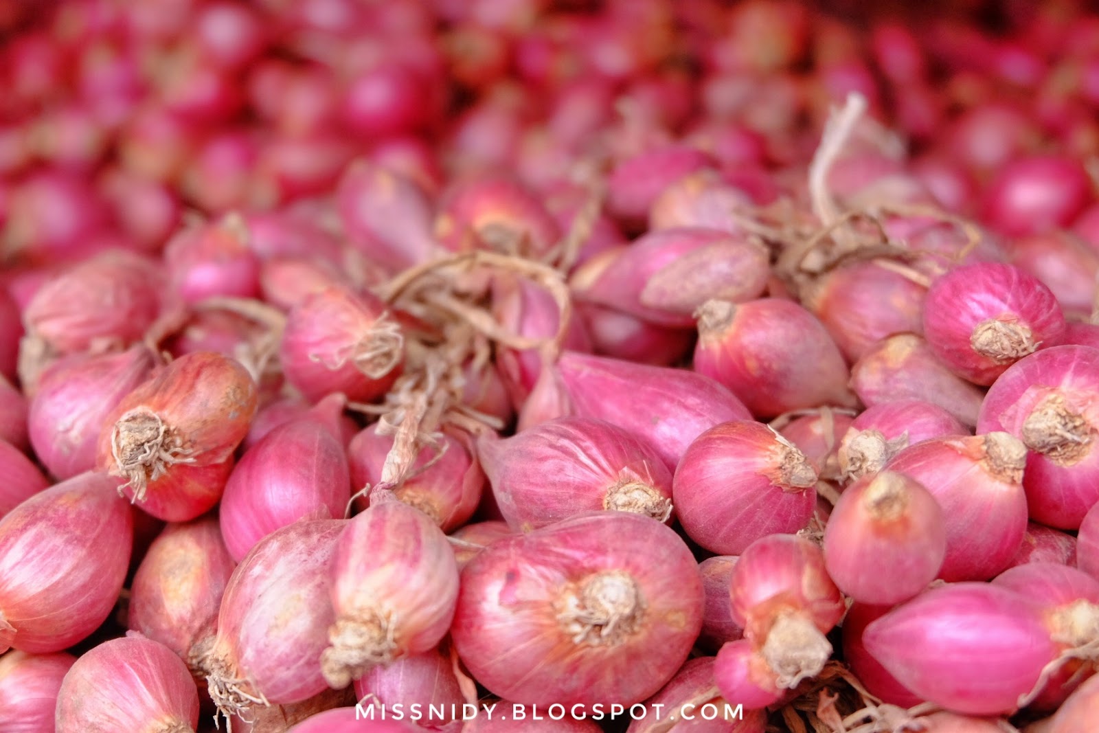 Sehari Jadi Petani Bawang