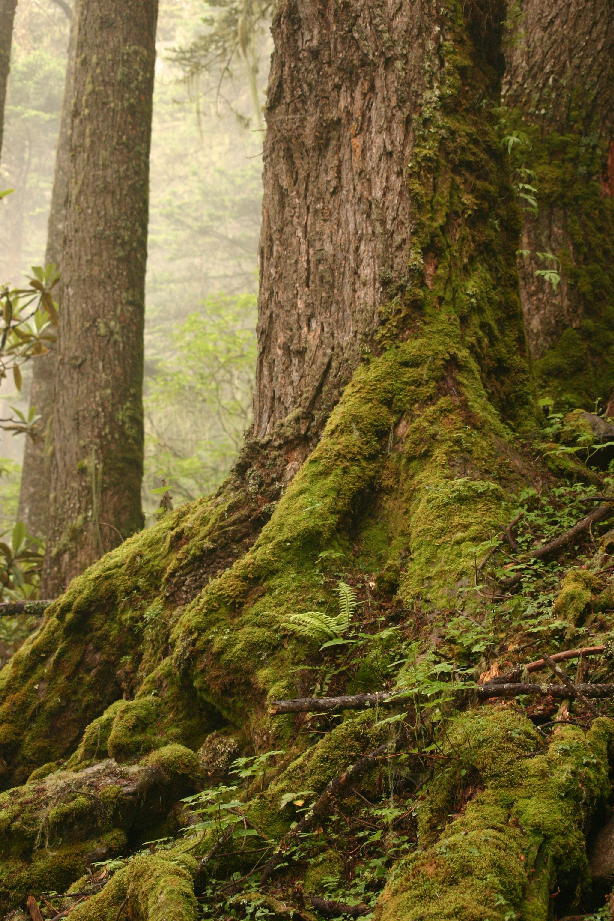 Bhutan 2011: Chele La Pass y Kila Goemba