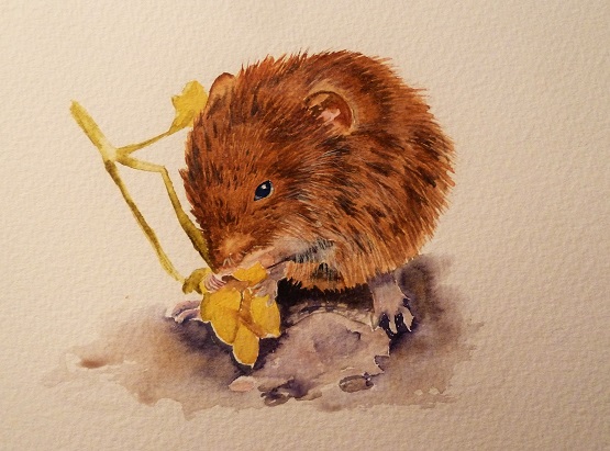 Rambling Artist: Day 15 - Vole