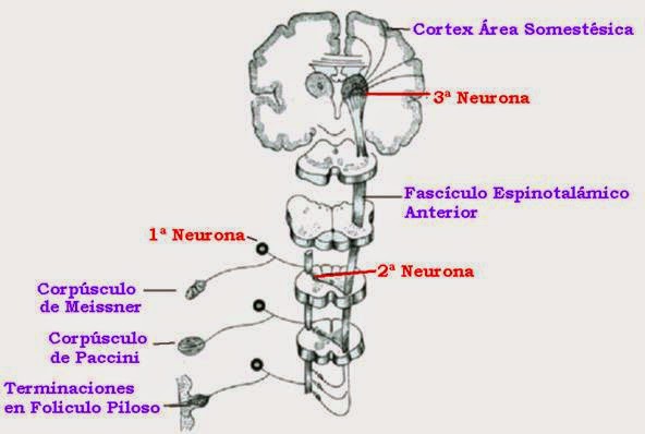 Morfofisiologia I: NEUROANATOMIA