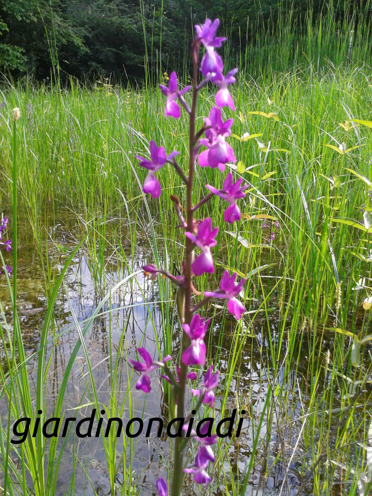 Il giardino delle Naiadi: ORCHIS LAXIFOLIA, LA RARISSIMA ORCHIDEA PALUSTRE