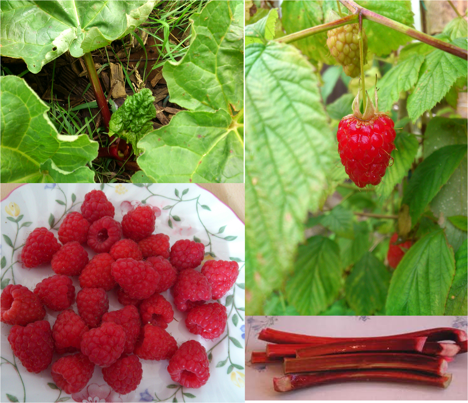 Rhubarb and Raspberry Yoghurt Cake | Utterly Scrummy Food For Families