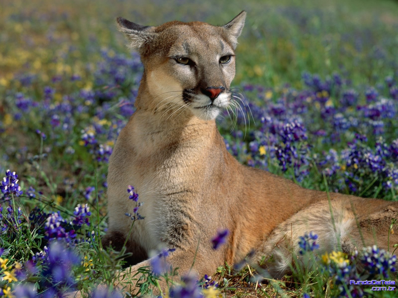 Foto De Animal Bonito - FDPLEARN