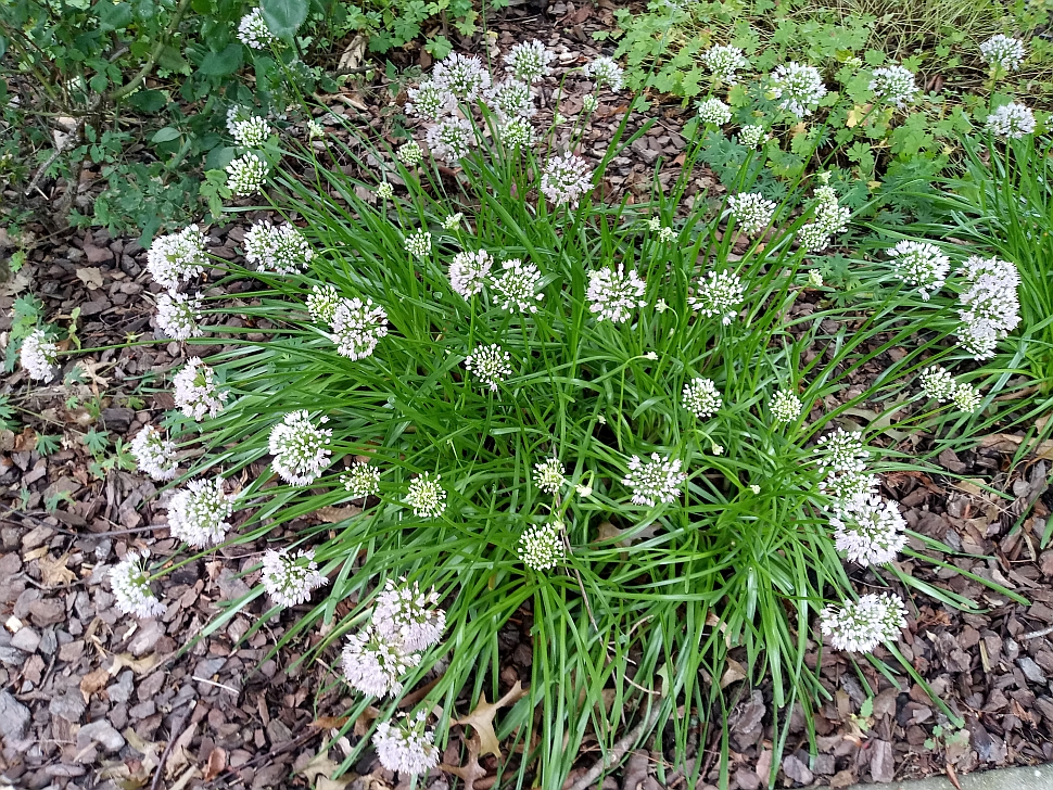 Future Plants by Randy Stewart: Allium