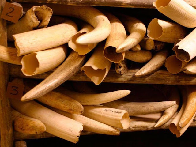 Book Review: Karamojo Safari by WDM Bell |The Suburban Bushwacker: From ...