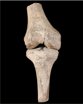 Paleoantropología hoy: Australopithecus afarensis
