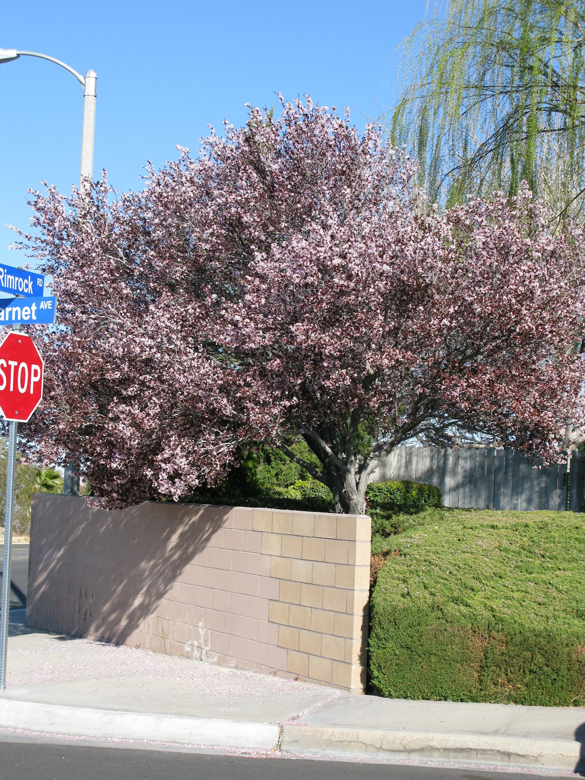 Roadrunners and Figgy Pudding: Bits of Beauty in Barstow - Trees in Bloom