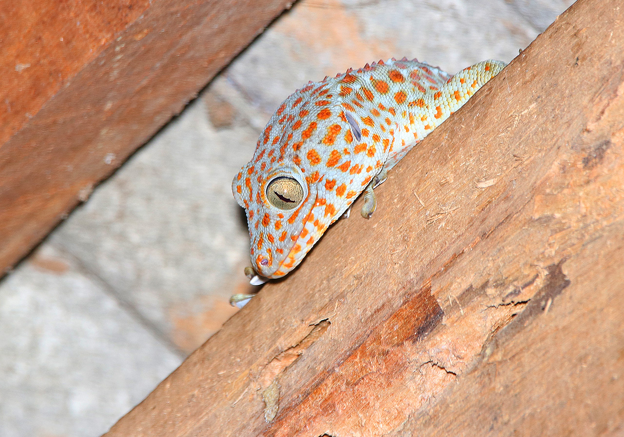 Birding Indonesia Part 4: West Bali National Park | Pitta Tours