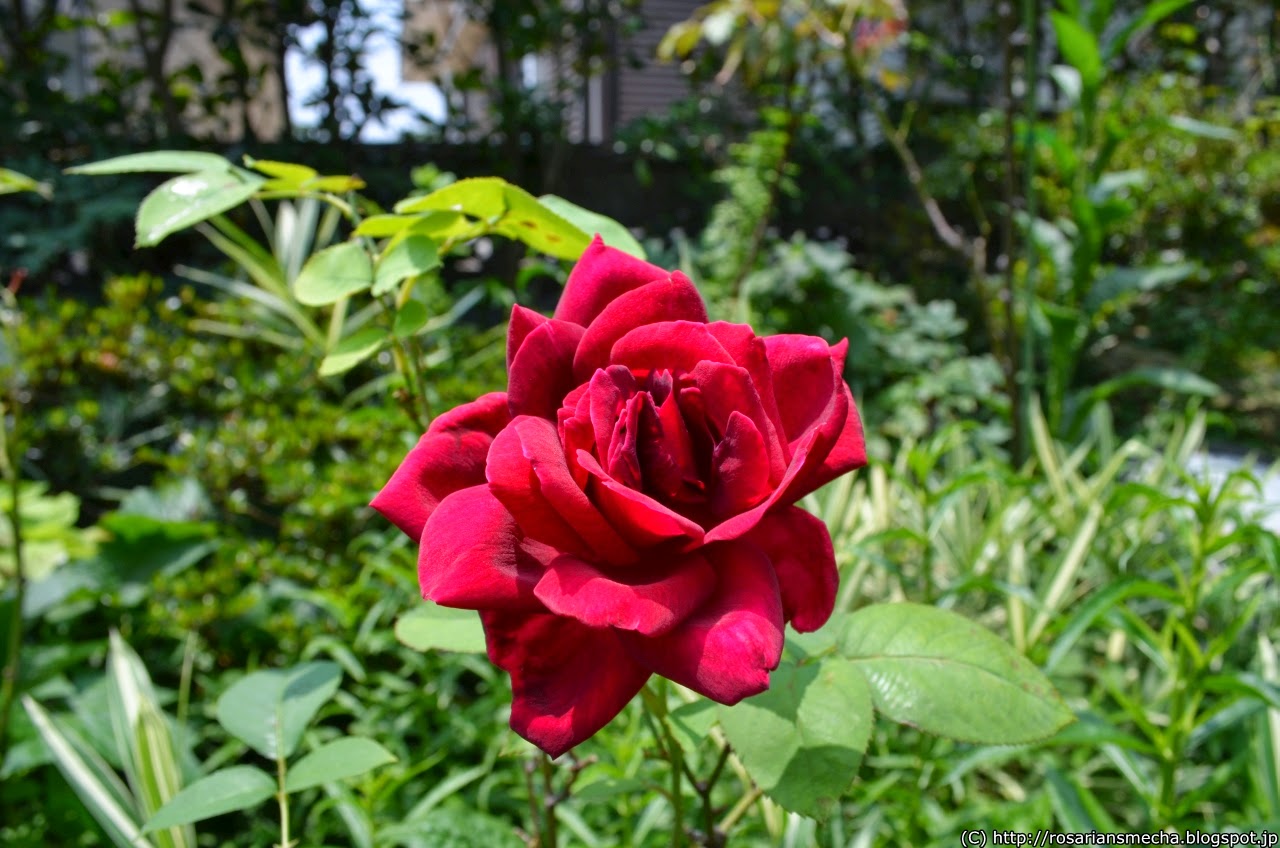 Rosarian's Mechanical Kitchen: いま咲いているバラ ミランディー (Mirandy)