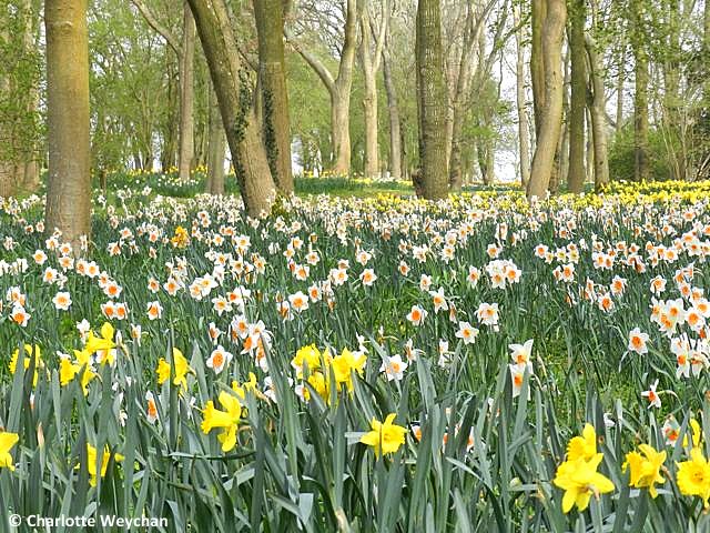 Dancing with daffodils as weather finally turns warmer - where to see ...