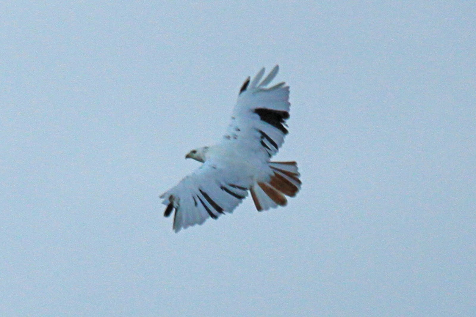 Connecticut Audubon Society: Leucistic Red-tailed Hawk
