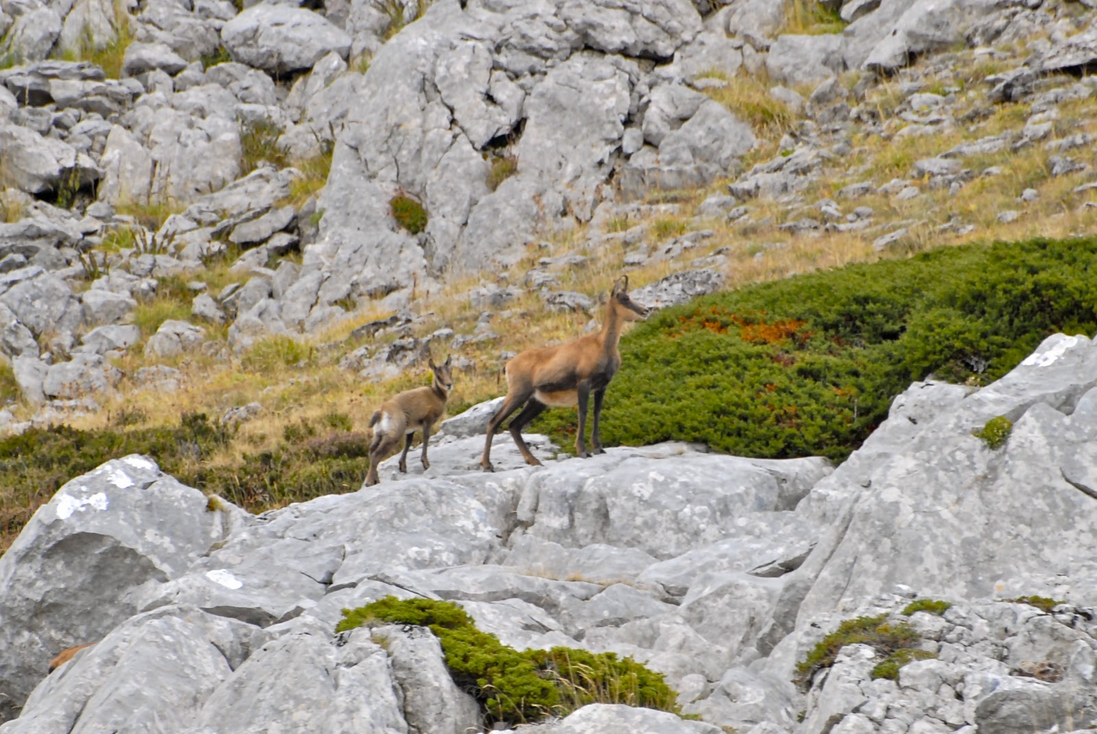 EL NIDO DEL XUAN: EL REBECO (Rupicabra rupicabra)