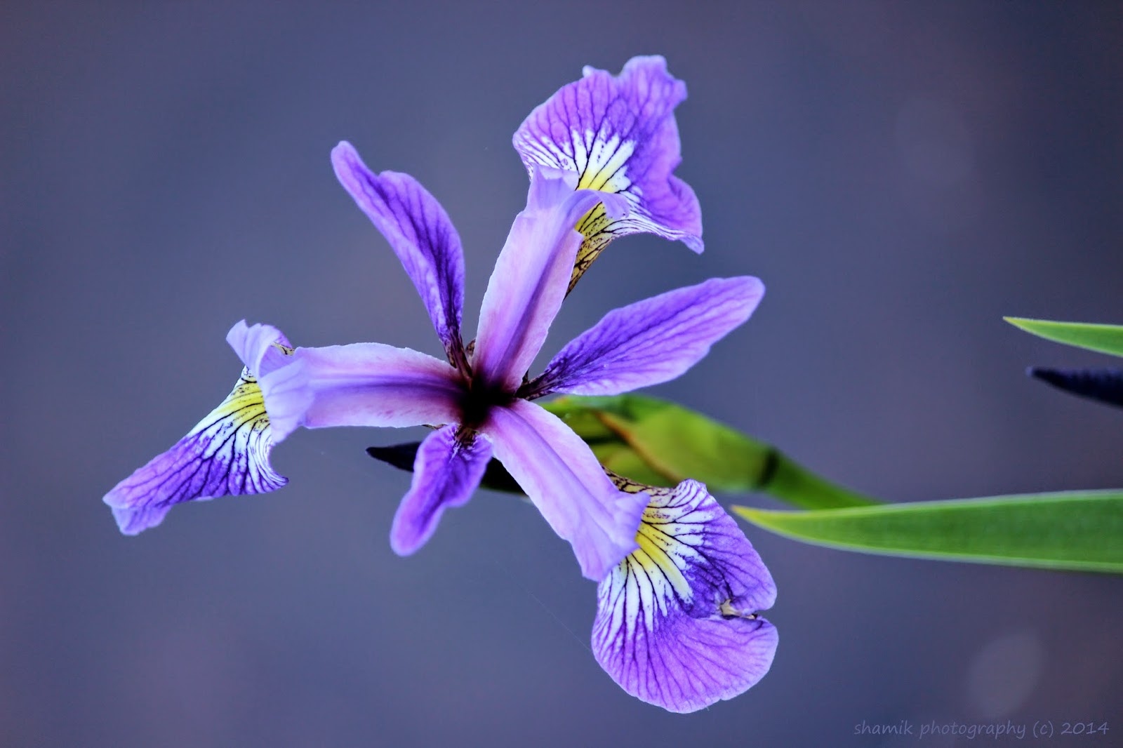 Shamik Photography ~ Devoted to the Natural Elements: Wild Iris