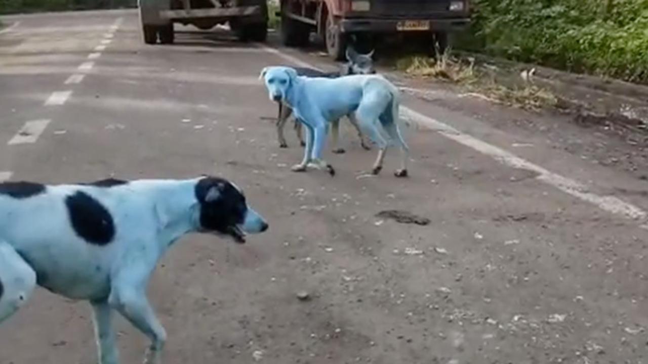 Sciencuriosities: ¿Más raro que un perro... azul?