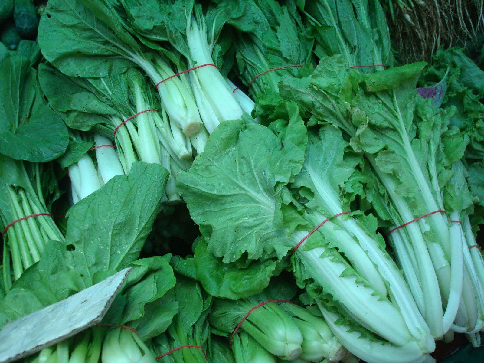 Usahawan Asas Tani Dan Makanan: Tanam Sawi Cara Mudah