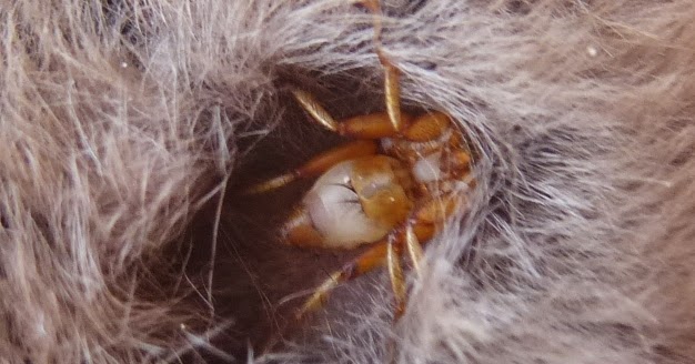 Biodiversity of Cyprus by NGO Protection of the Natural Heritage and ...