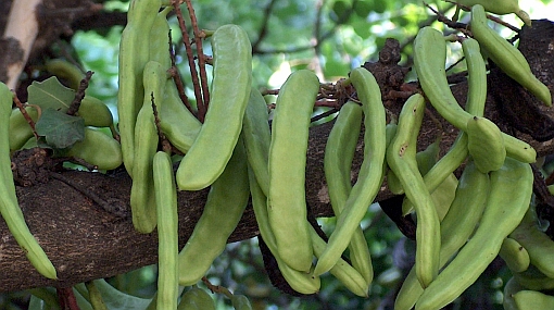 Peru: The Algarrobina Cocktail