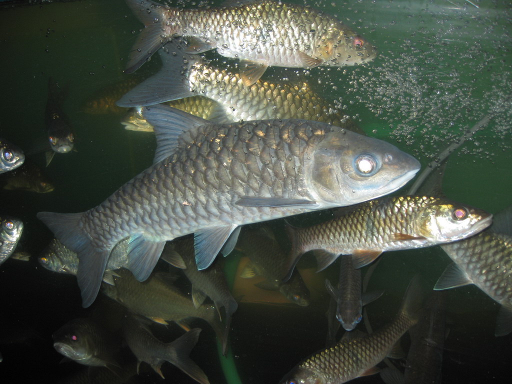 Mahseer..Super Fish! King of Fish!