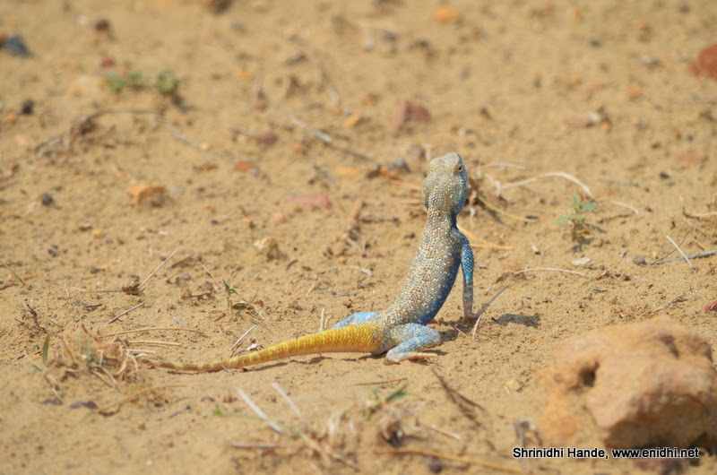 Blue Yellow common collared lizard - eNidhi India Travel Blog