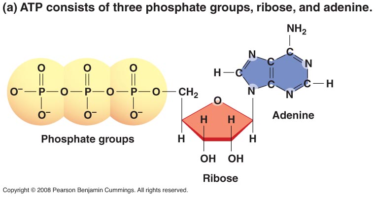 BIOLOGY LECTURE ON NUCLEIC ACIDS