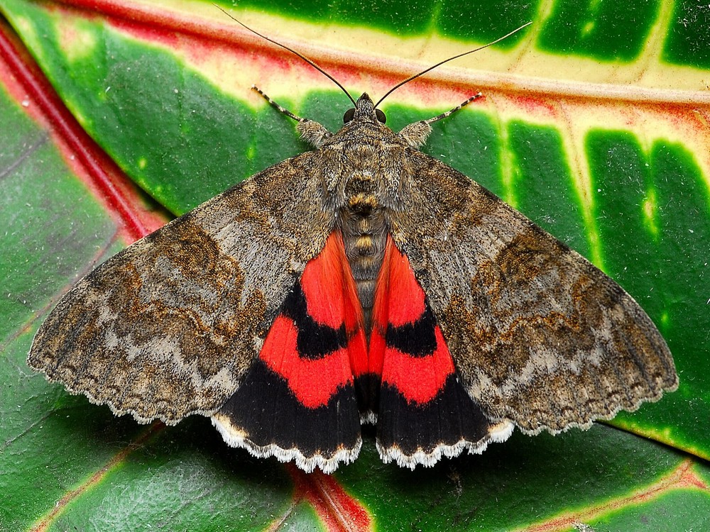 Underwing Moth - Owlet Moth
