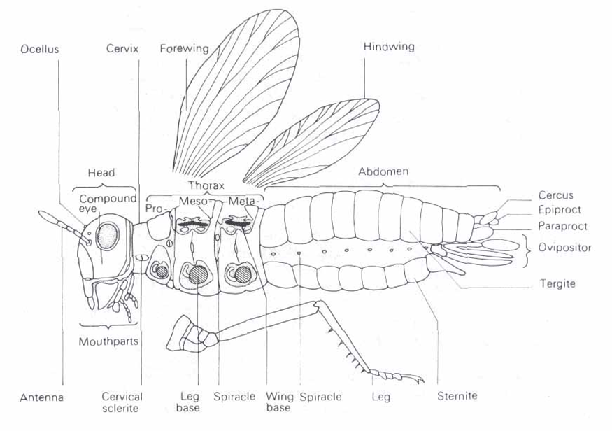 BUAT SAHABAT: METAMORFOSIS SERANGGA
