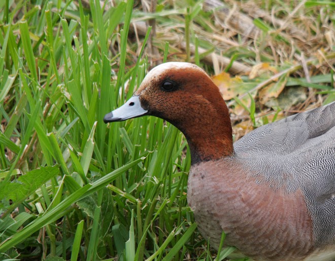 BIRDING - Kyoto, Kansai and Japan: dabbling ducks