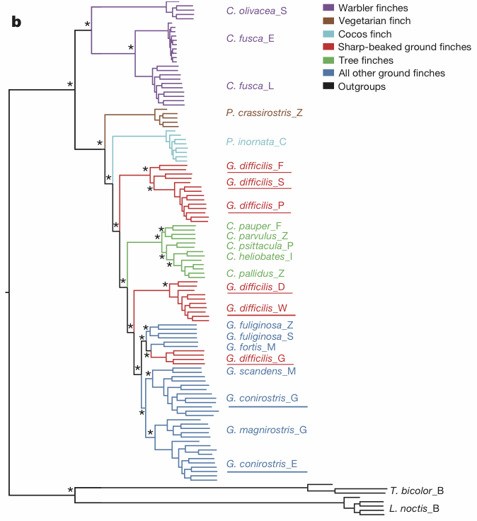 The Genealogical World of Phylogenetic Networks: Darwin's Finches ...