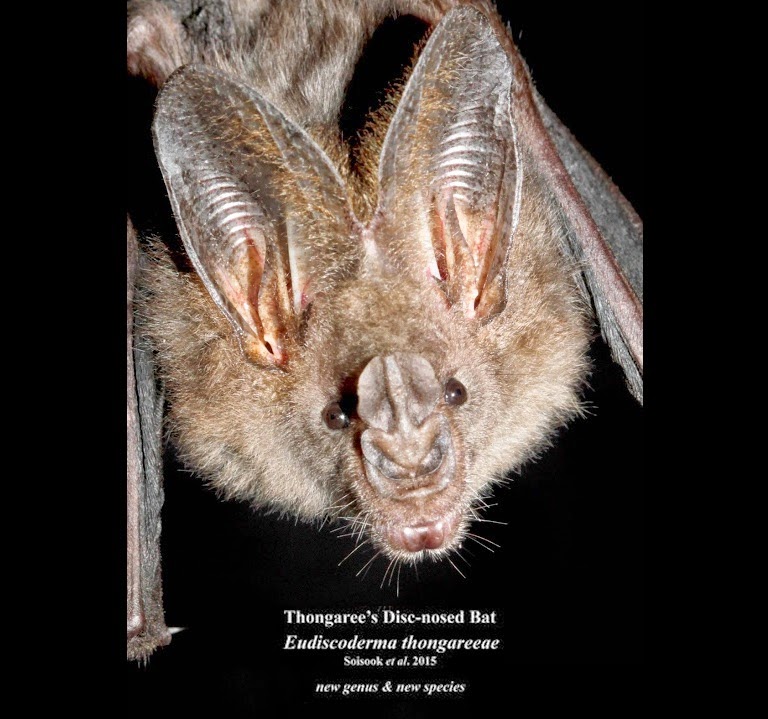 Species New to Science: [Mammalogy • 2015] Eudiscoderma thongareeae ...
