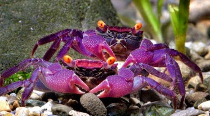 KEPITING HIAS VAMPIRE YANG LUCU - SEMUA CARA BUDIDAYA HEWAN