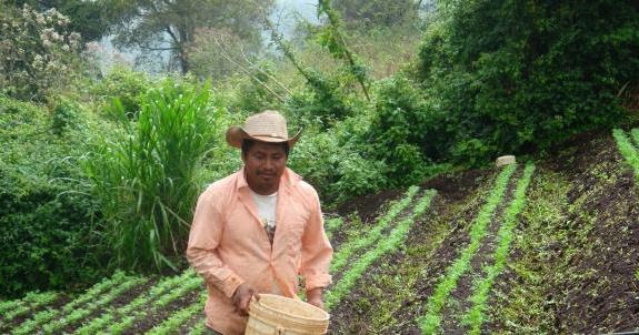 Agricultura ~ Ruta Lenca... Un estilo de Vida
