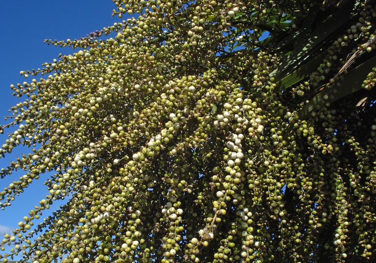 PlantWerkz: Cabbage Tree - Cordyline Australis