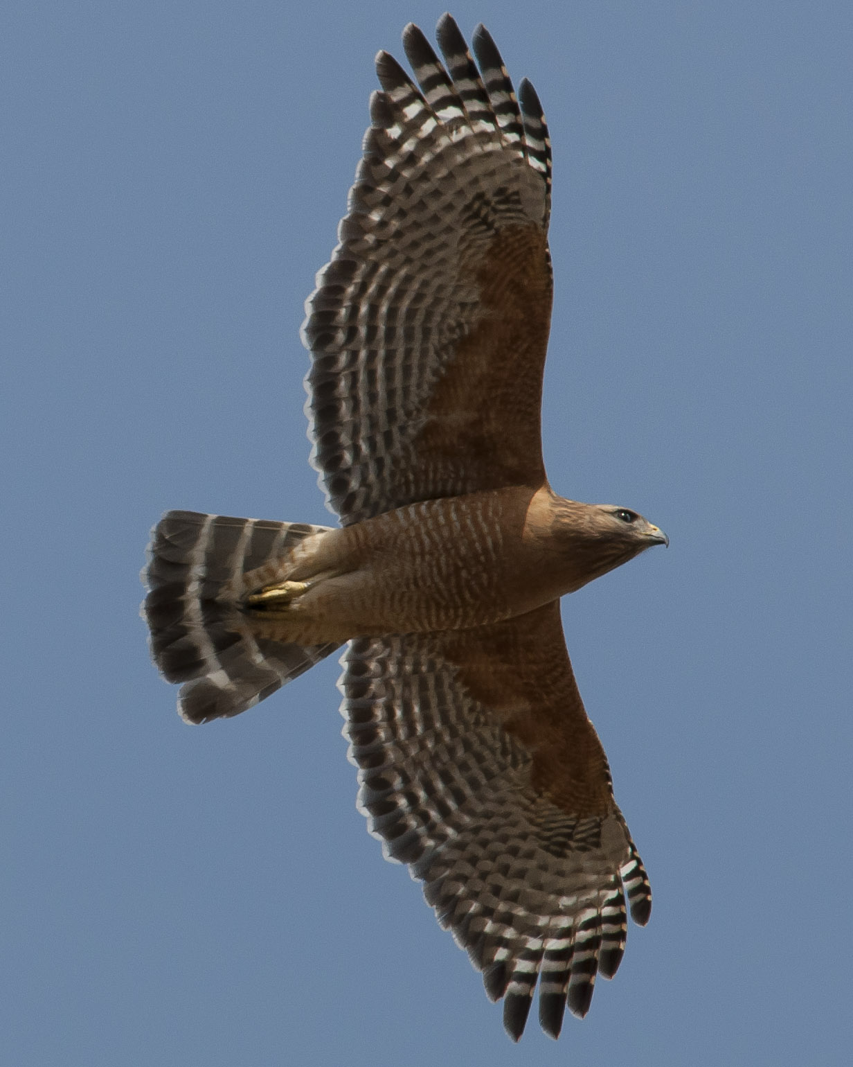 Red Shouldered Hawk In Flight