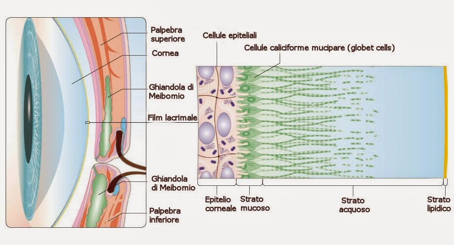 LA MEDICINA DEL TERZO MILLENNIO: Sindrome dell'occhio secco