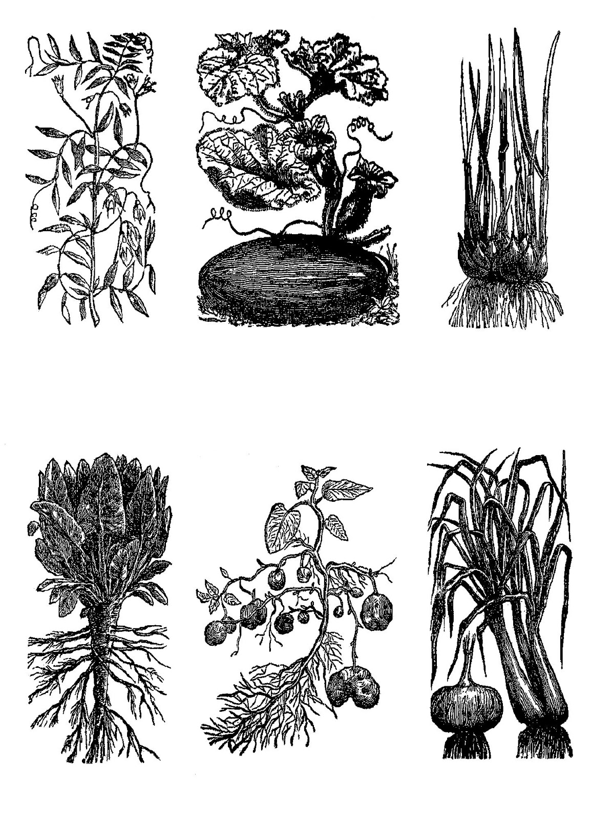 Digital Stamp Design: Digital Stock Fruit Vegetable Clip Art Antique ...