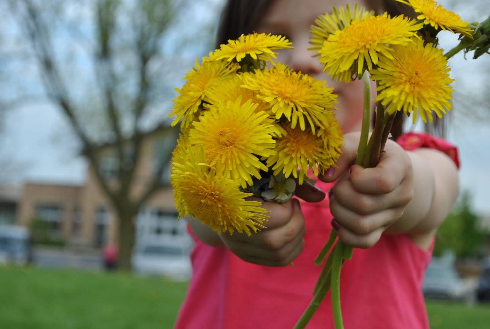 A Mountainous Journey: A Bouquet of Dandelions
