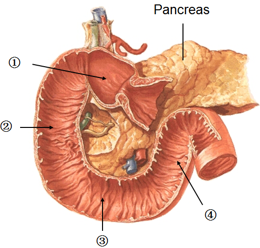 MBBS Medicine (Humanity First): Alimentary system
