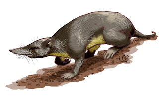 ShukerNature: QUEMI, SPANISH RACCOON, MINI-SOLENODON, AND NESOPHONTIDS ...