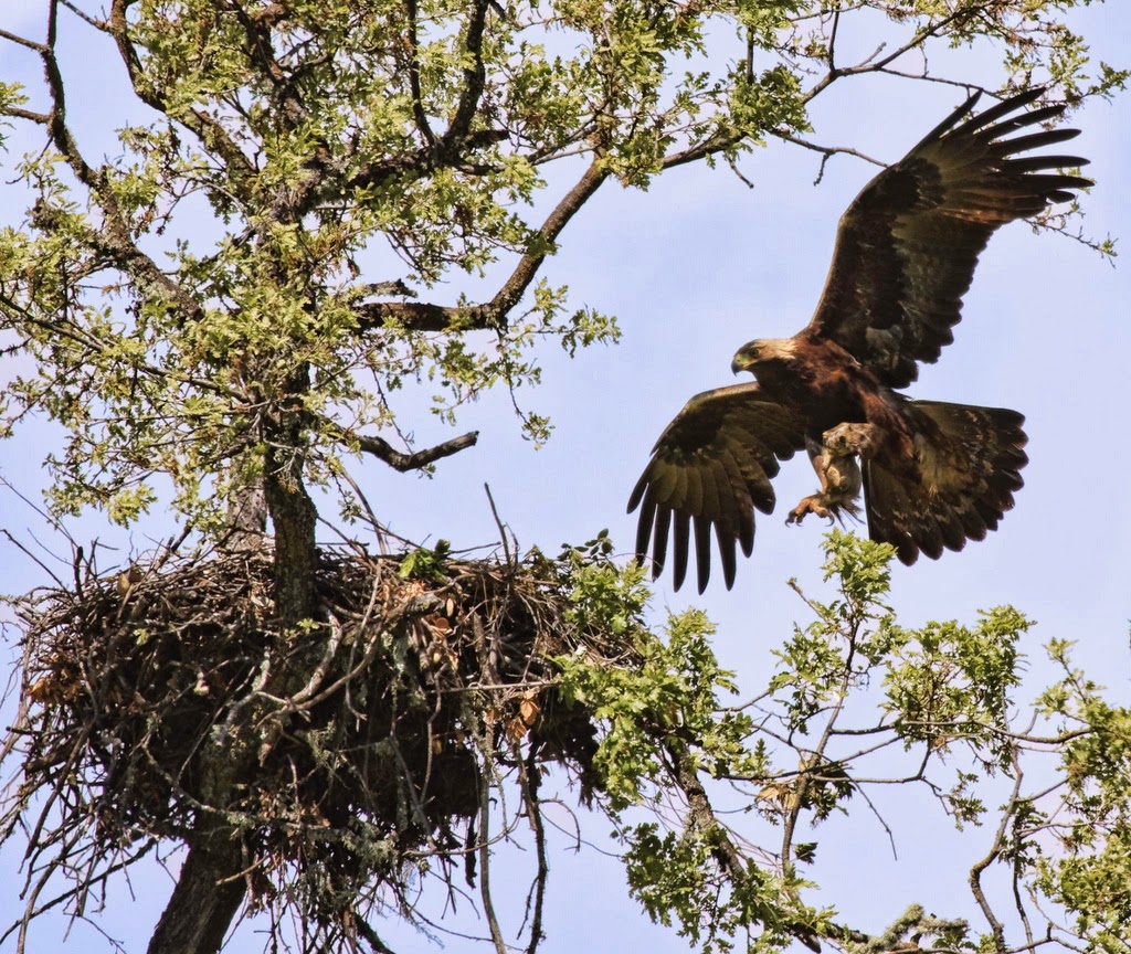 Burung Elang, Ciri-ciri, Jenis dan Klasifikasi Burung Elang