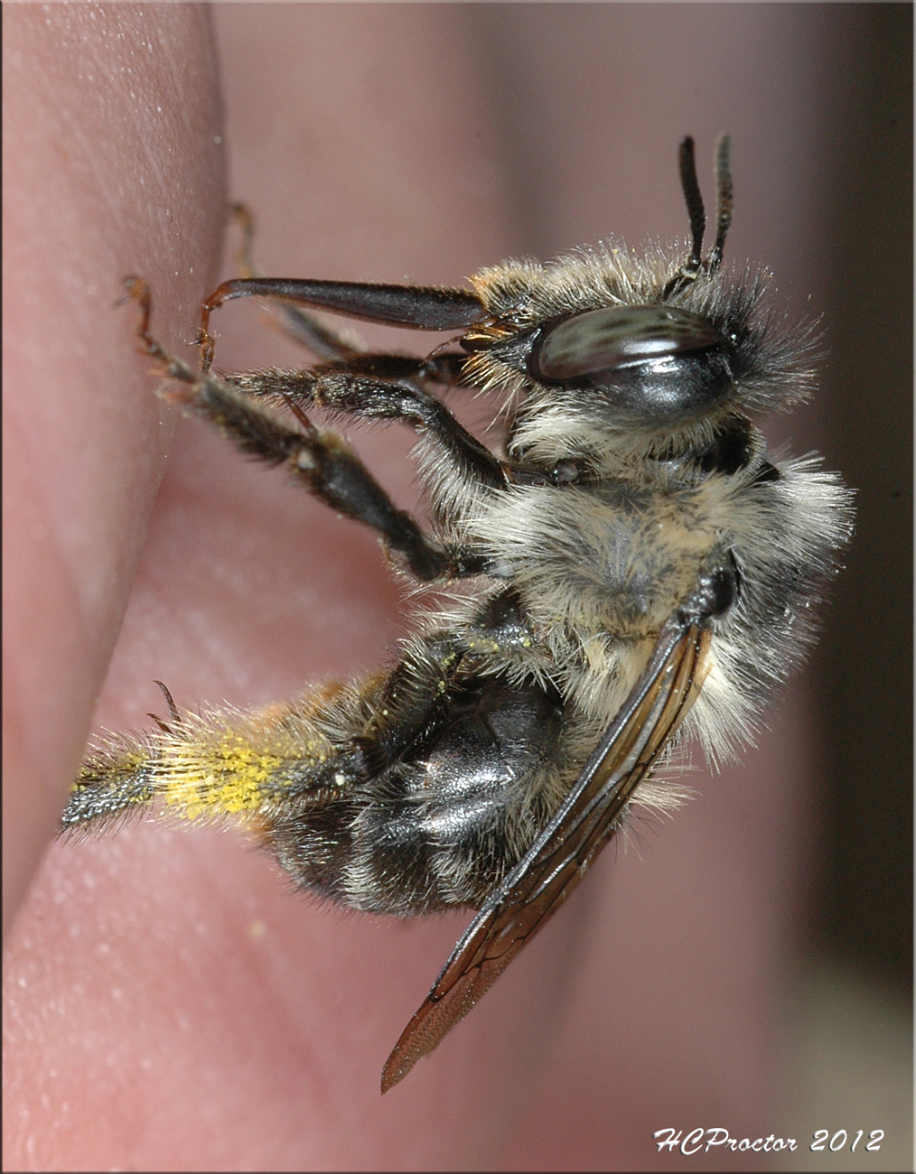 The Home Bug Garden: I just want to bee ... Up close and personal