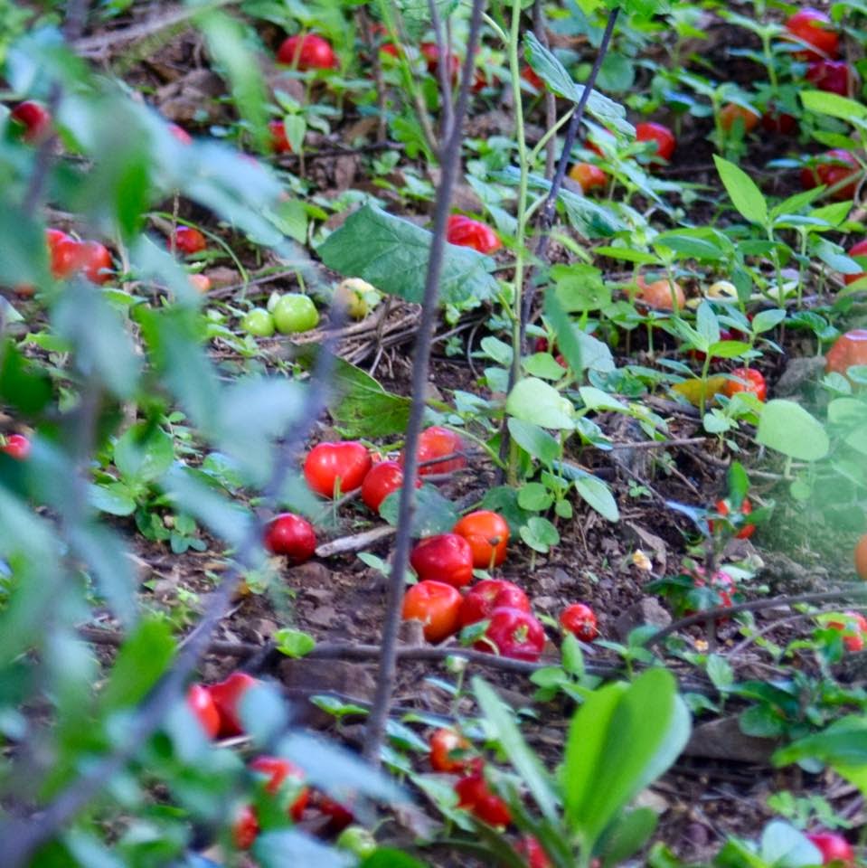 Hiking Curaçao - Flora and Fauna: Shimaruku berries