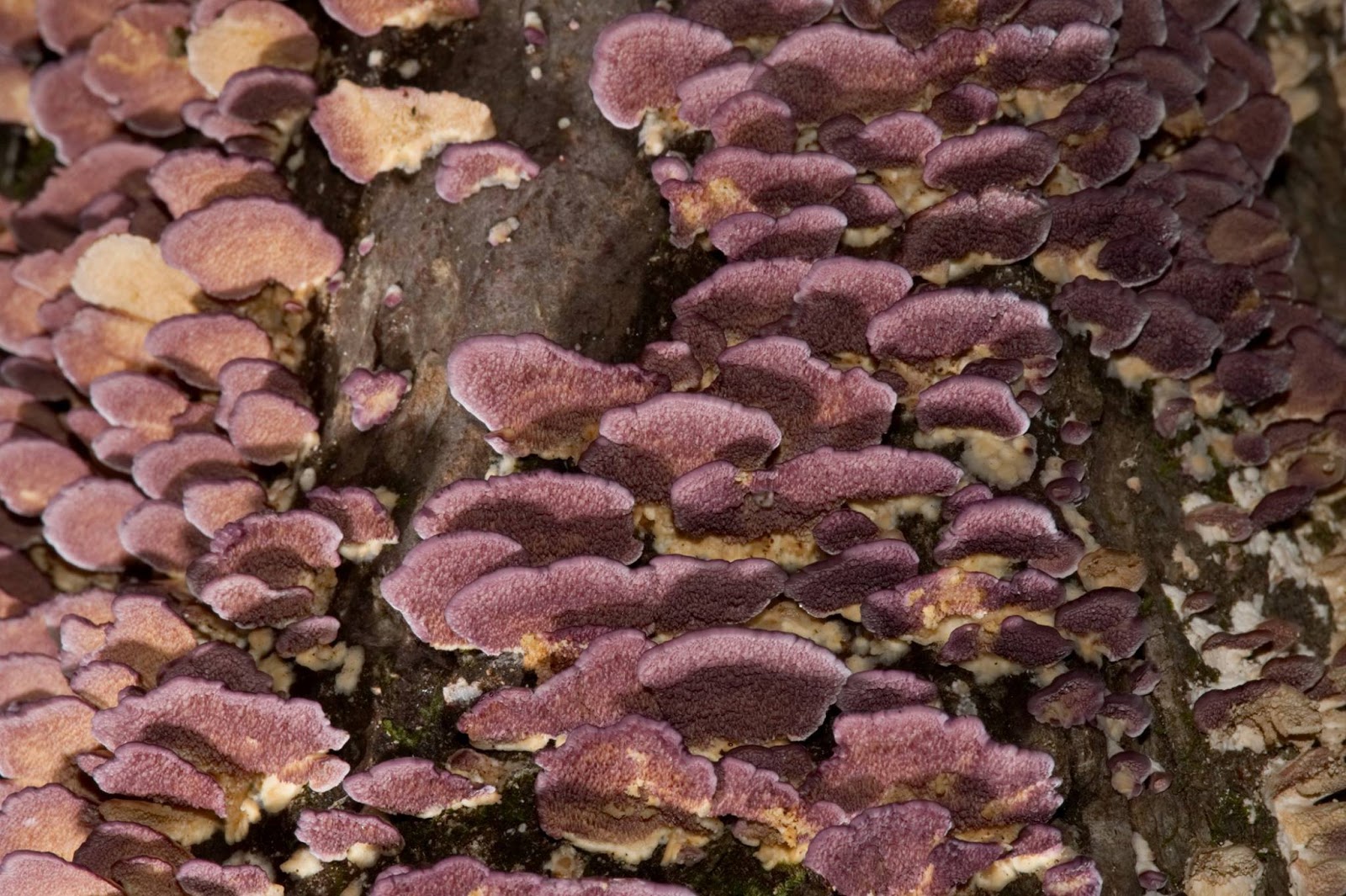 Nature Ramblers: 2018