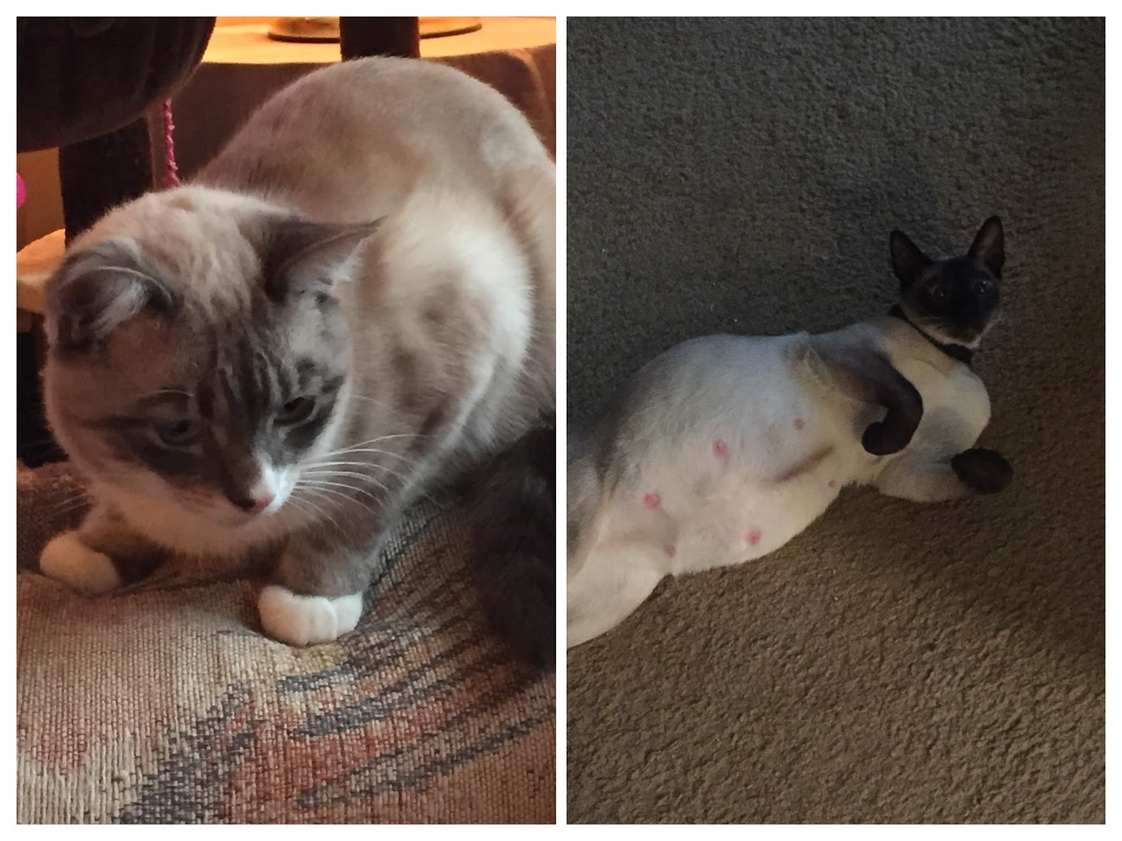 LinkChips : Kittens with Mittens