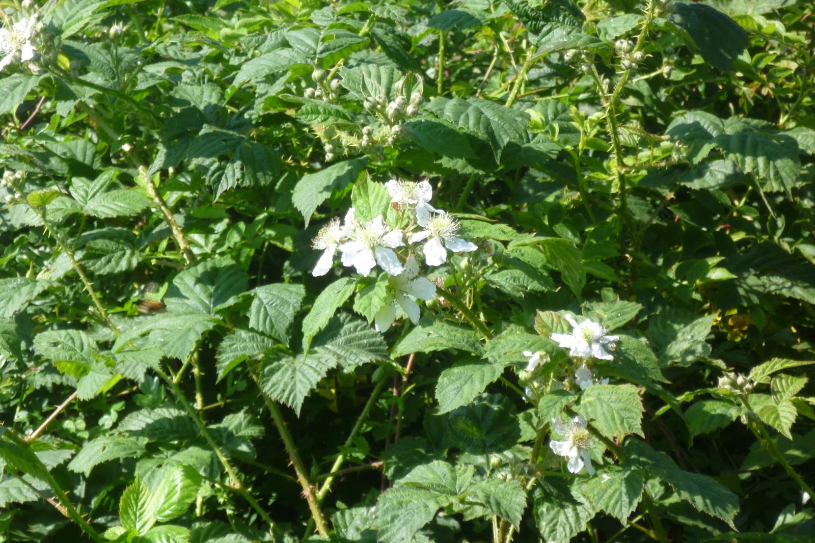 Barrys Countryside Blog: Hedgerows In Bloom.